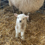 Open Farm in East Sussex | Family Friendly Farm | Middle Farm